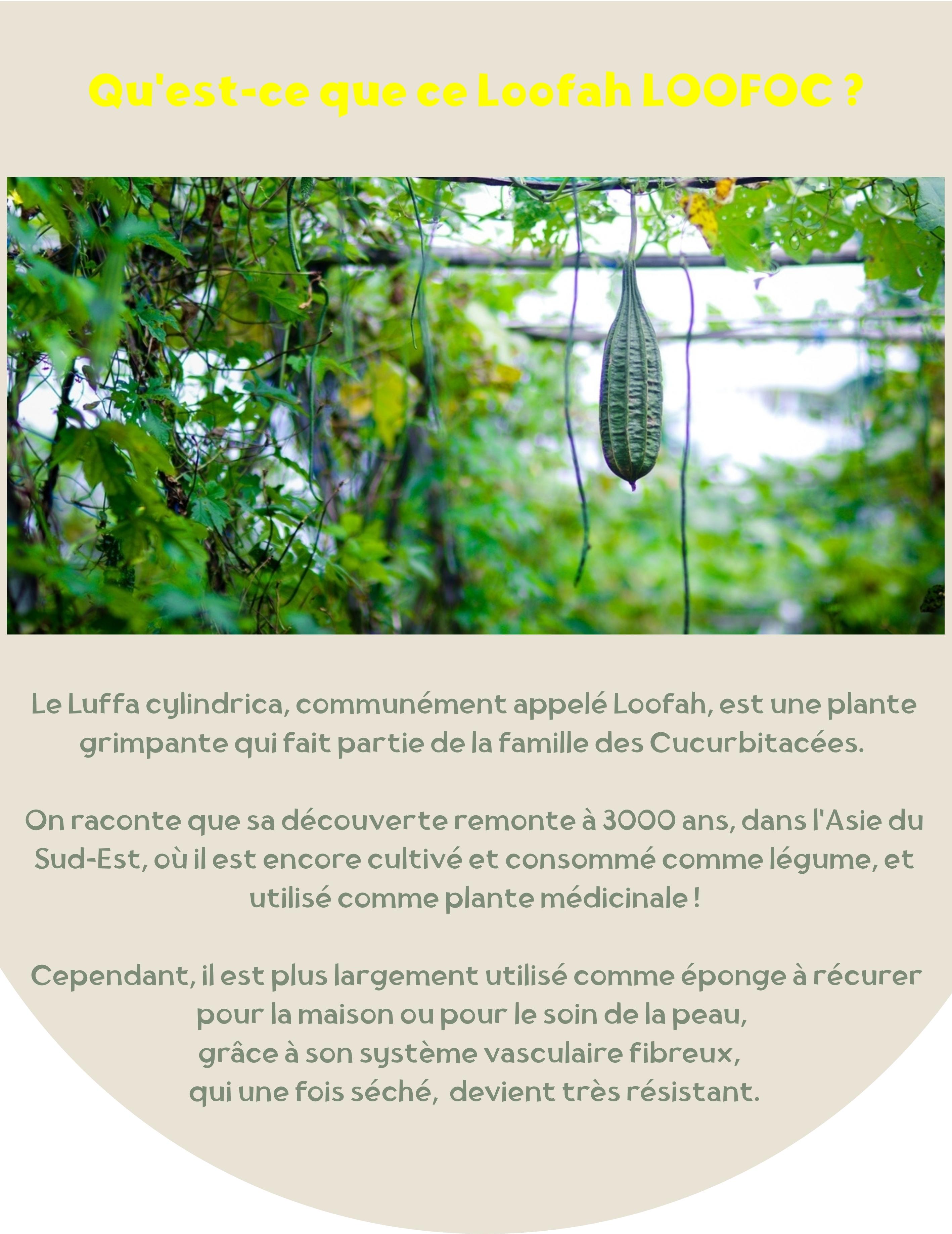 Le légume qui nettoie ta maison et plus si affinités - Ulule