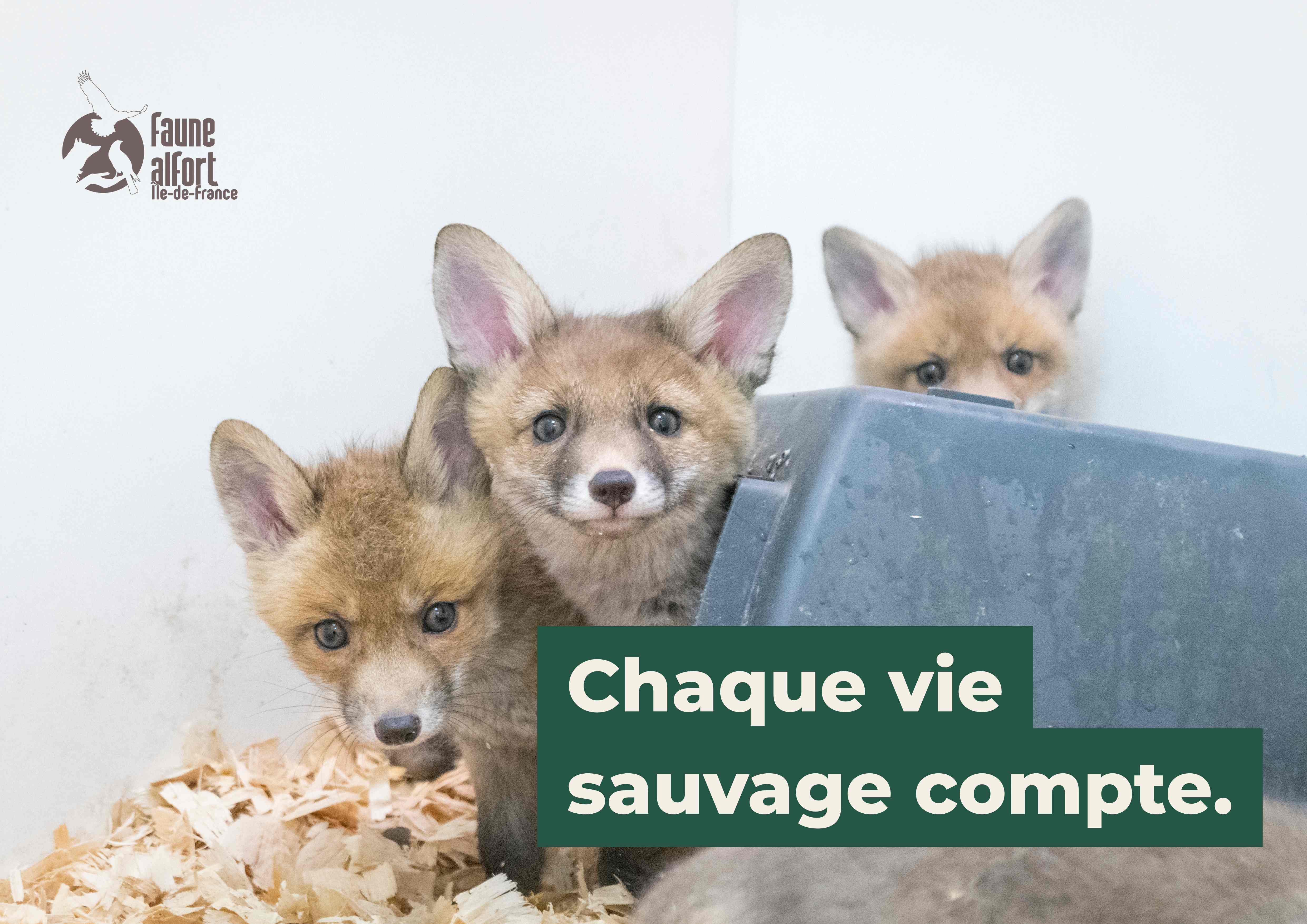 Chaque vie sauvage compte - le calendrier Faune Alfort 2026
