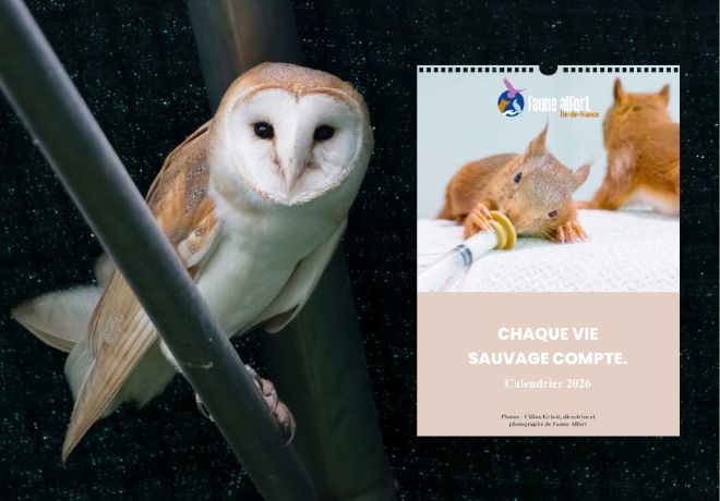 Chaque vie sauvage compte - le calendrier Faune Alfort 2026