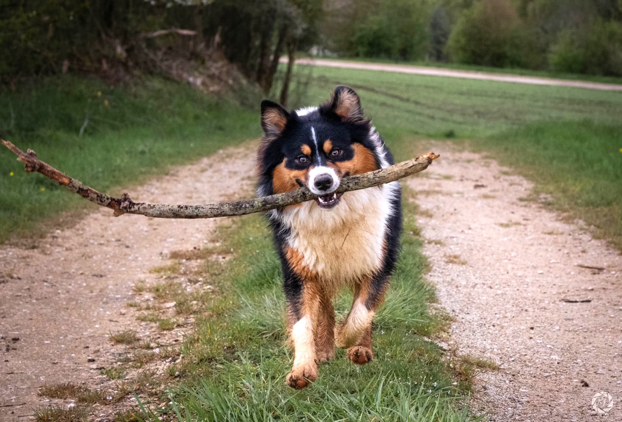 Aider Trevor le petit Berger Australien