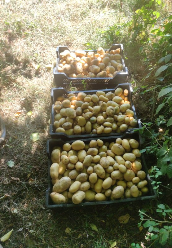 Produire des Bons légumes bio pour les cantines scolaires