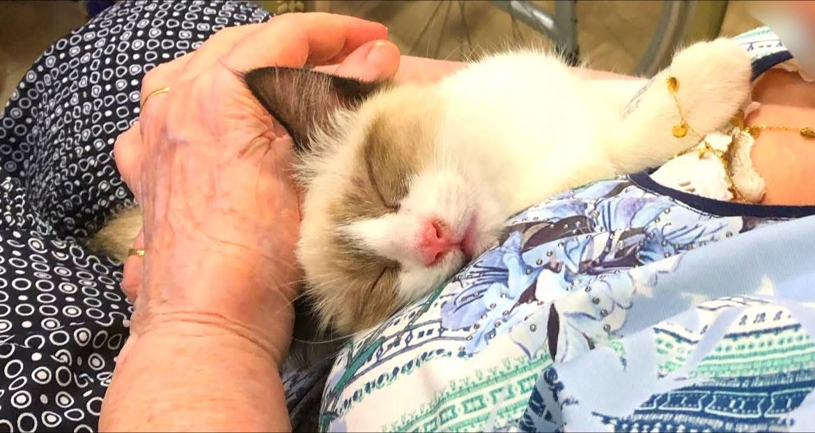 La ferme qui voyage pour réconforter et émerveiller - Ulule