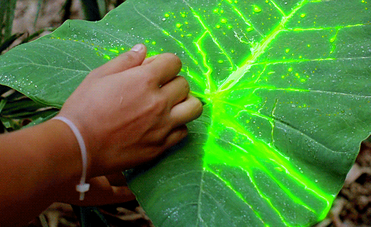 La saga Predator par MadMovies - Ulule