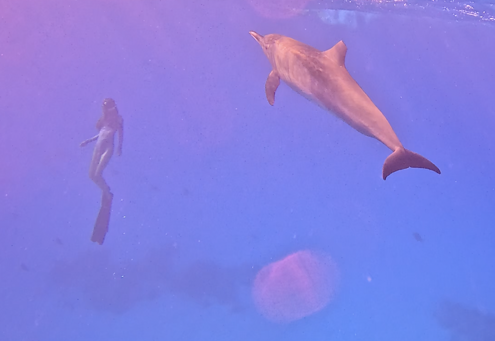 CETACEA - le film - Ulule
