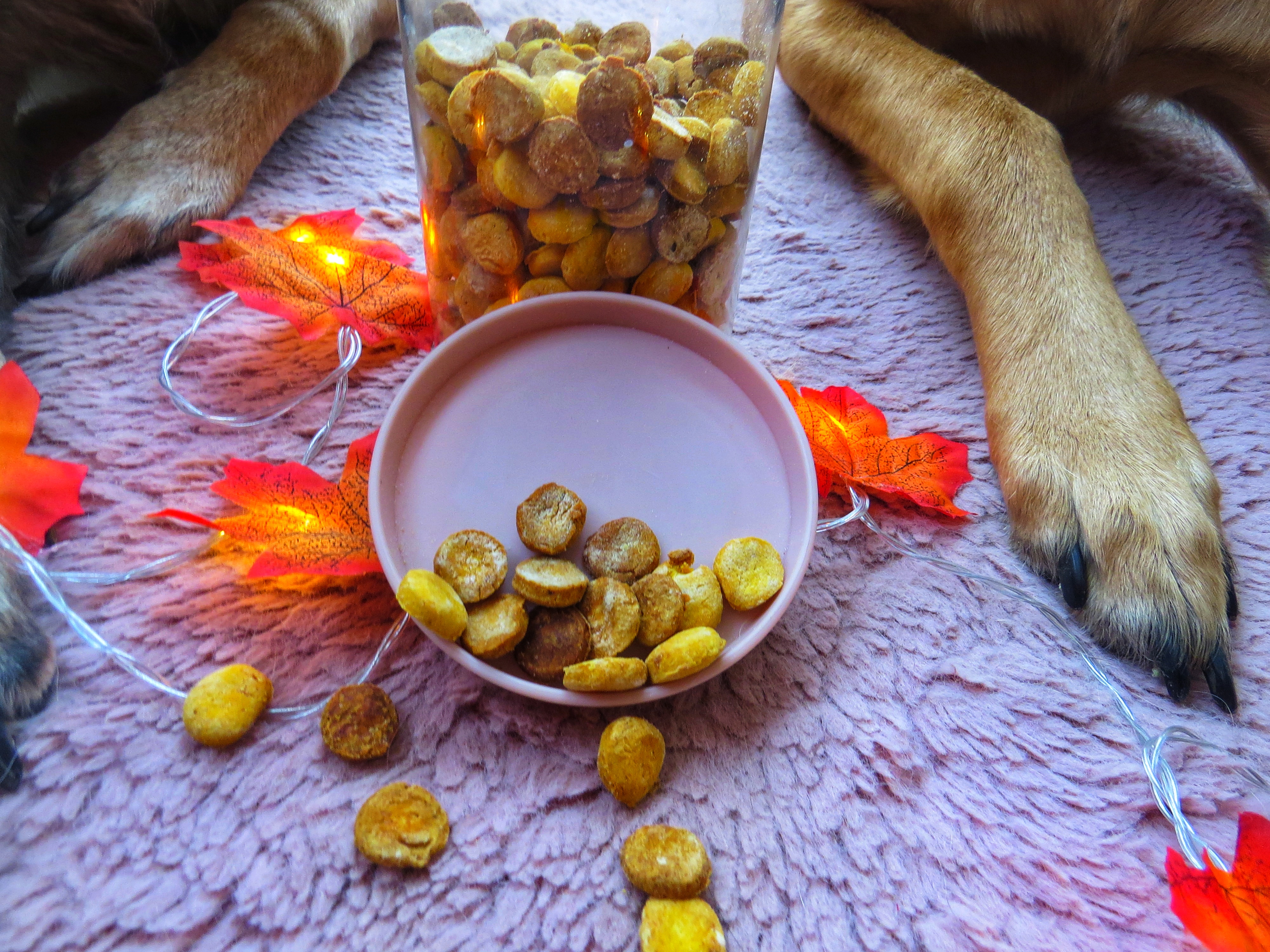 Pause Pattoune - Délices nomades - Ulule