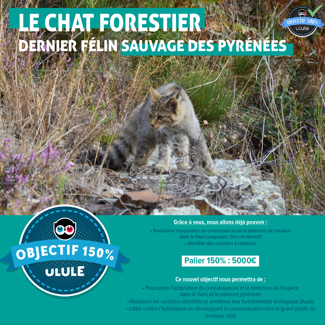 Le Chat forestier : dernier félin sauvage des Pyrénées - Ulule