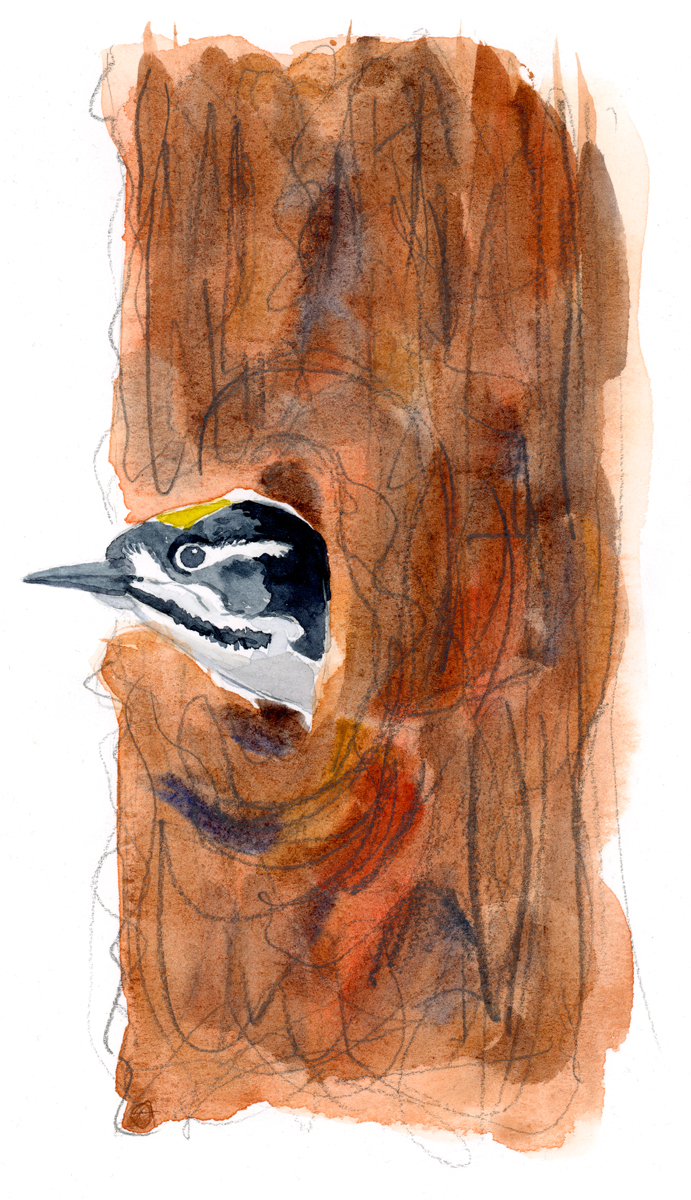 Calendrier d'art 2026 engagé pour la nature - Ulule