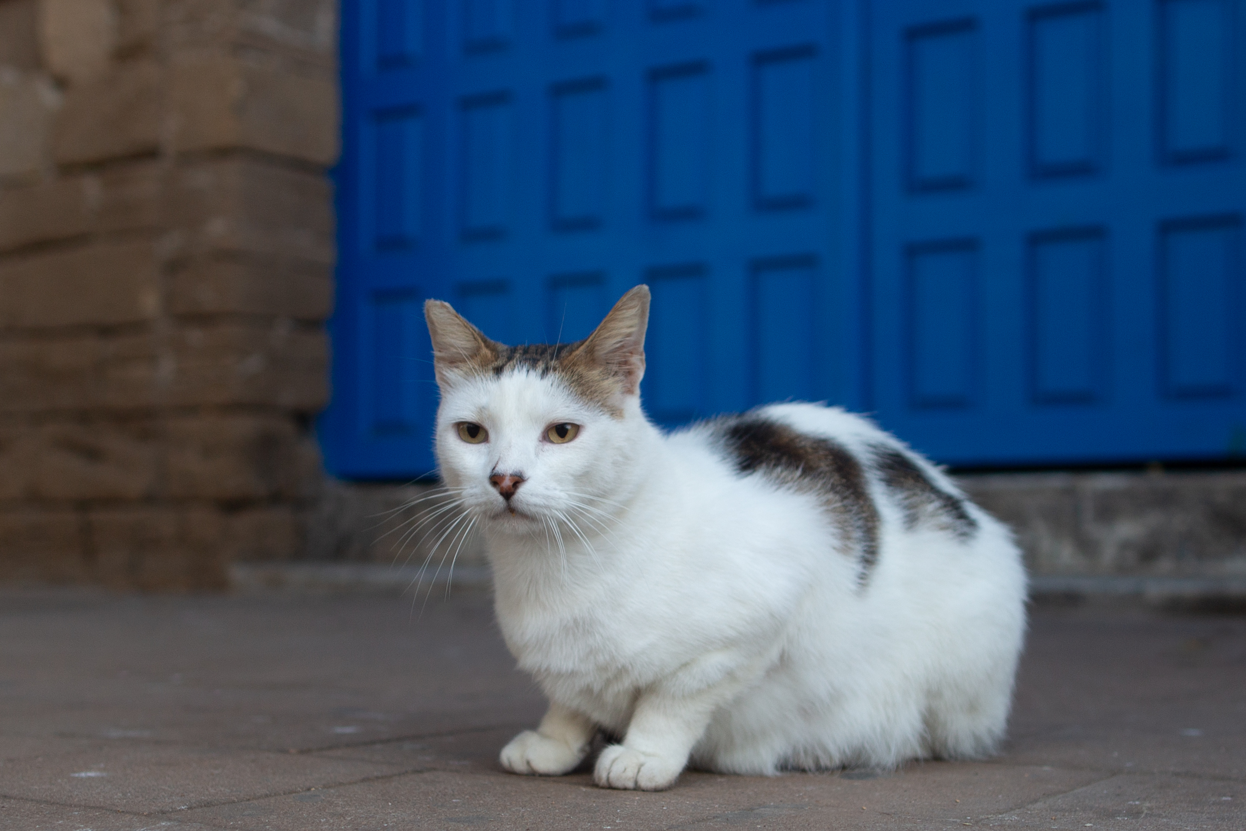 Essaouira, d'or et de bleu