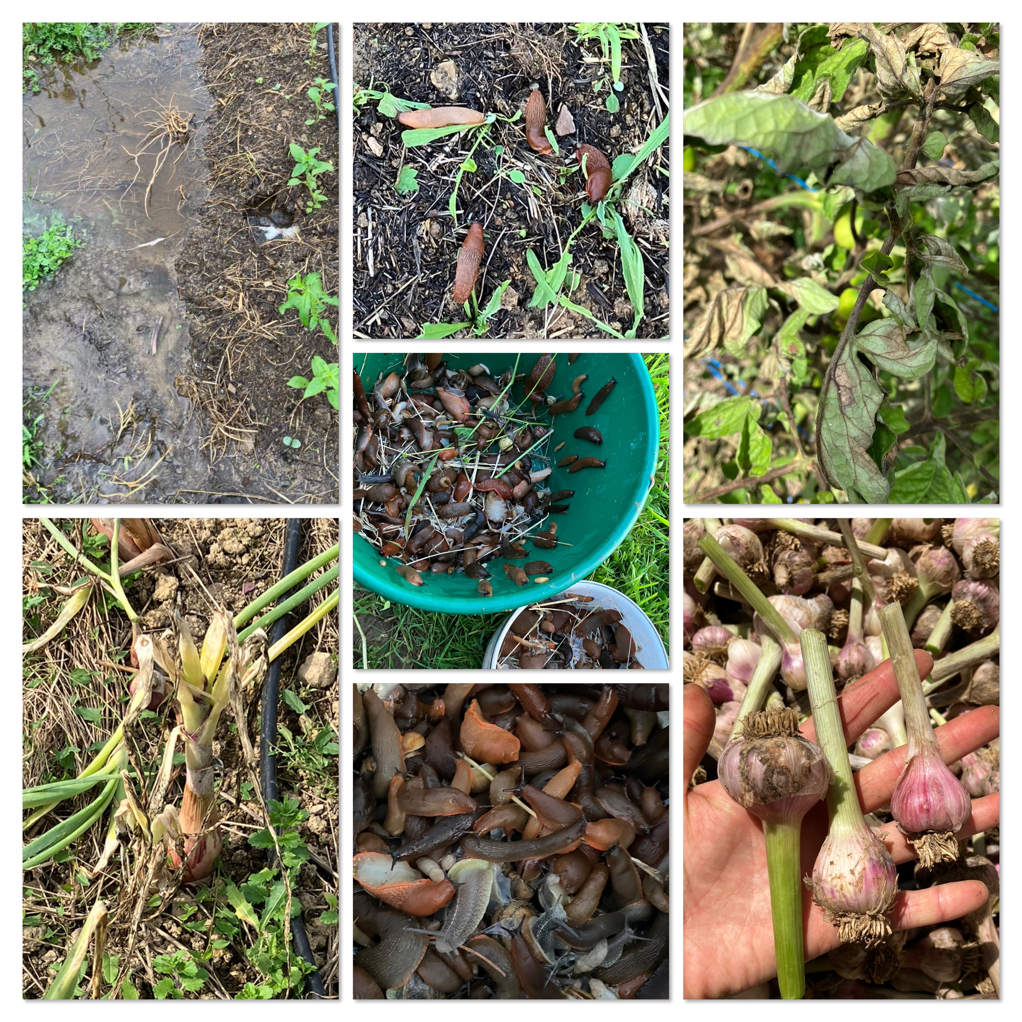 Jardin Inari - Chambre froide & Serre Tunnel - Ulule