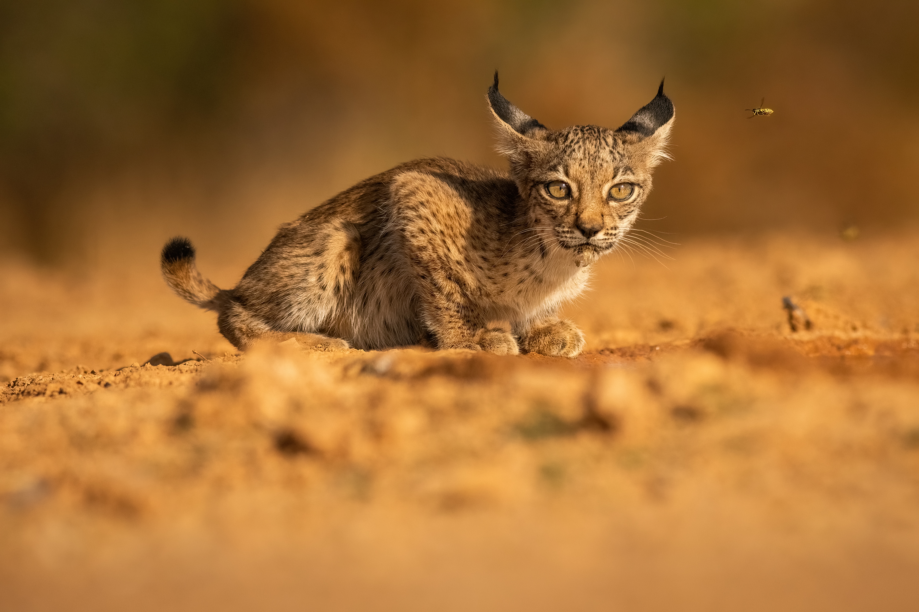 LYNX PARDINUS, RESILIENCE - Ulule