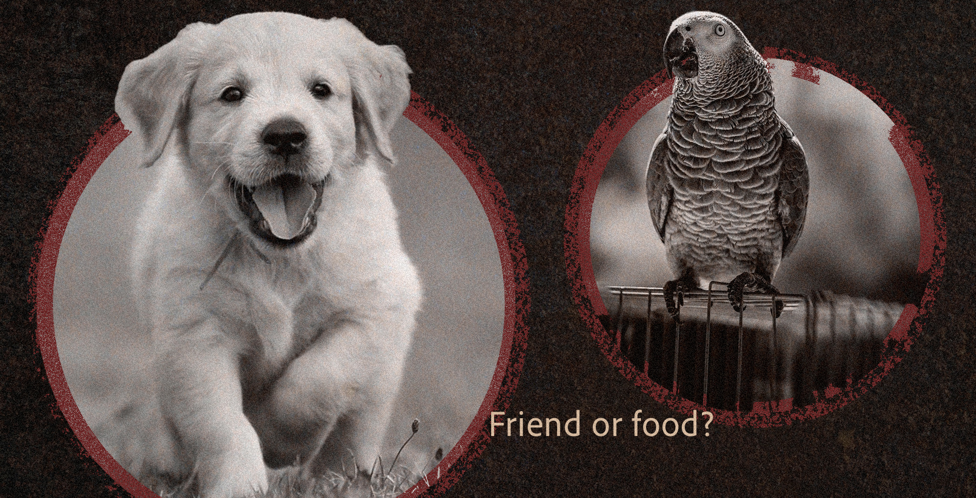 Vegan feature film "Cooked with Love" - Ulule