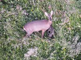 Protégeons les faons - Ulule