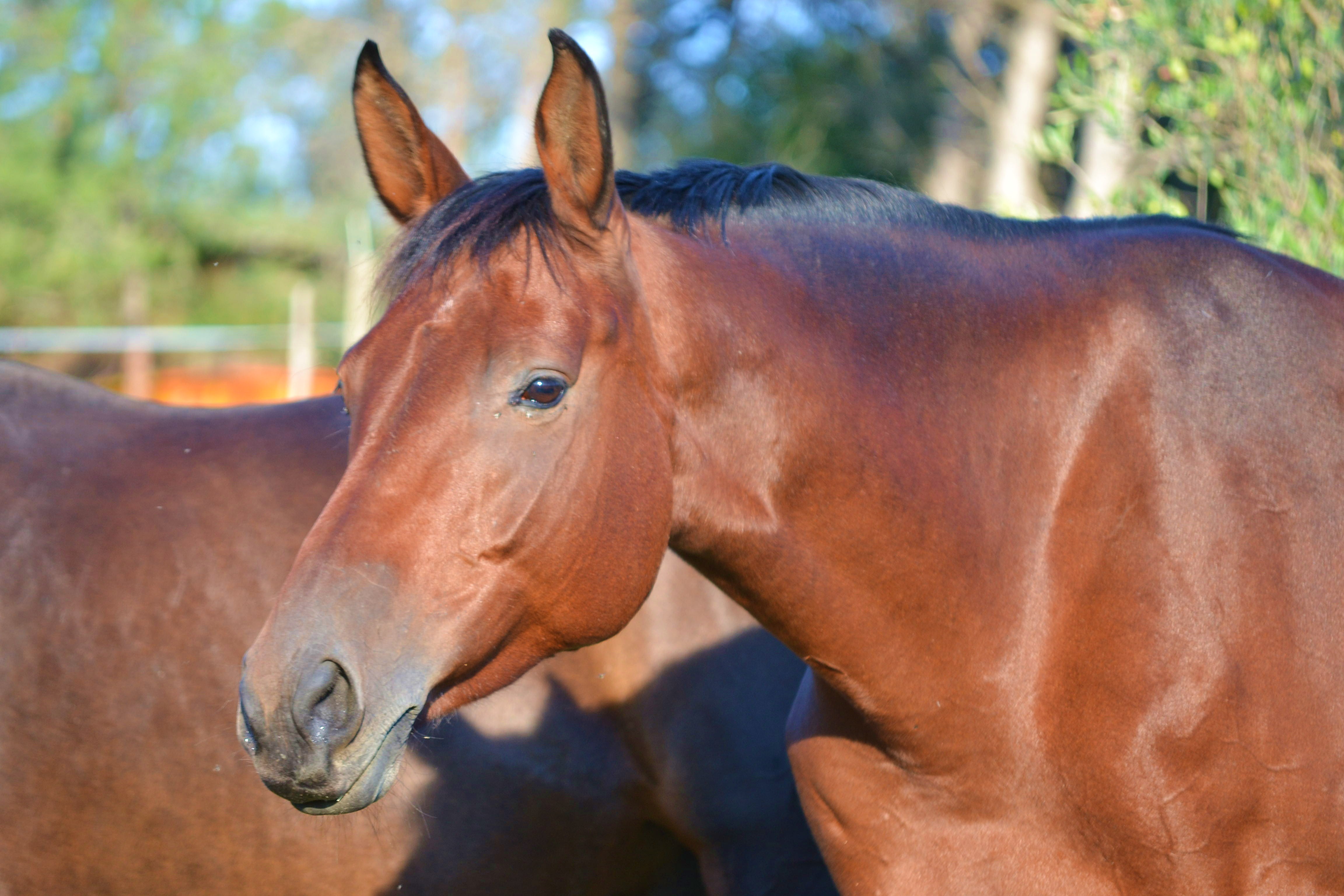 Le cheval et l'Art Danse Somato Thérapie: combo gagnant!!