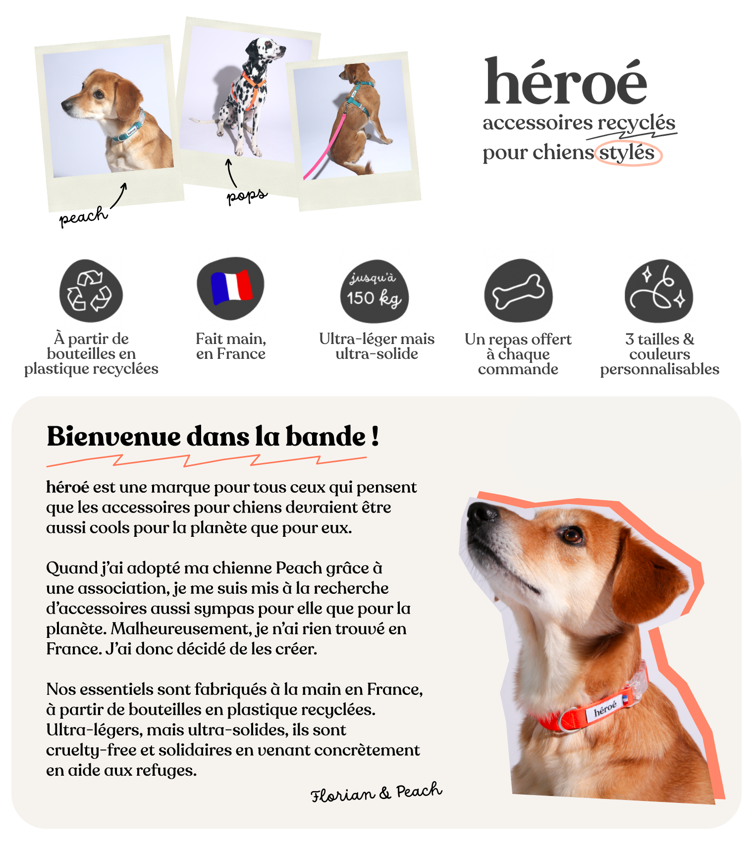 h-ro-accessoires-recycl-s-pour-chiens-styl-s-ulule