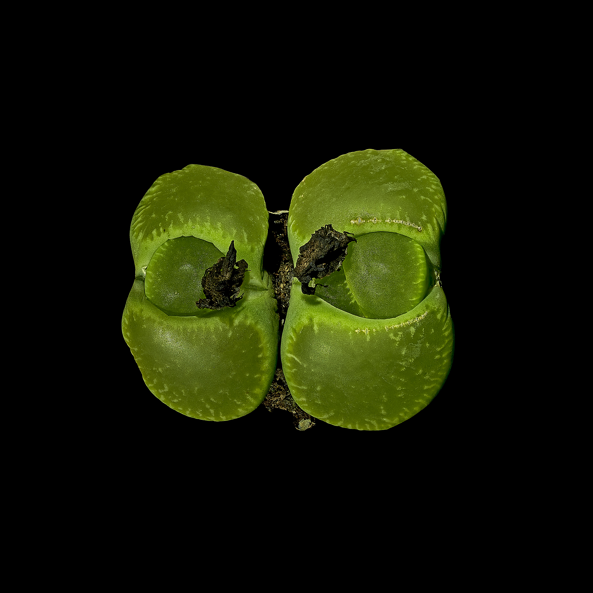 Le livre de l'exposition LITHOPS du OFF à Arles