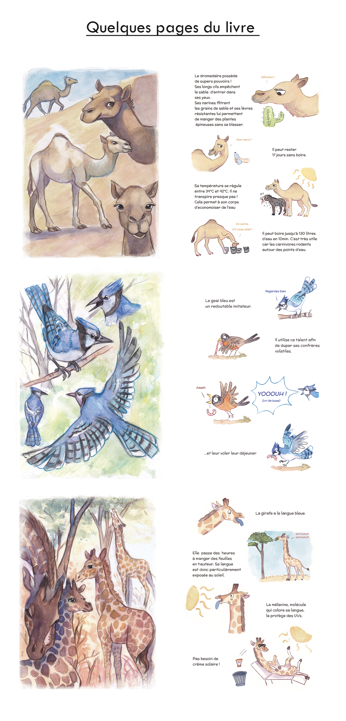 Livre illustré : Une page, un animal