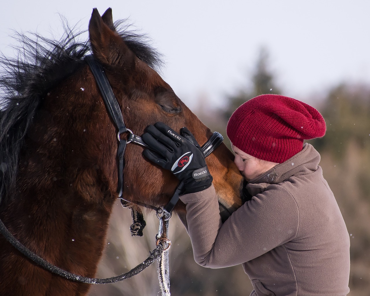 Formation Equicoaching