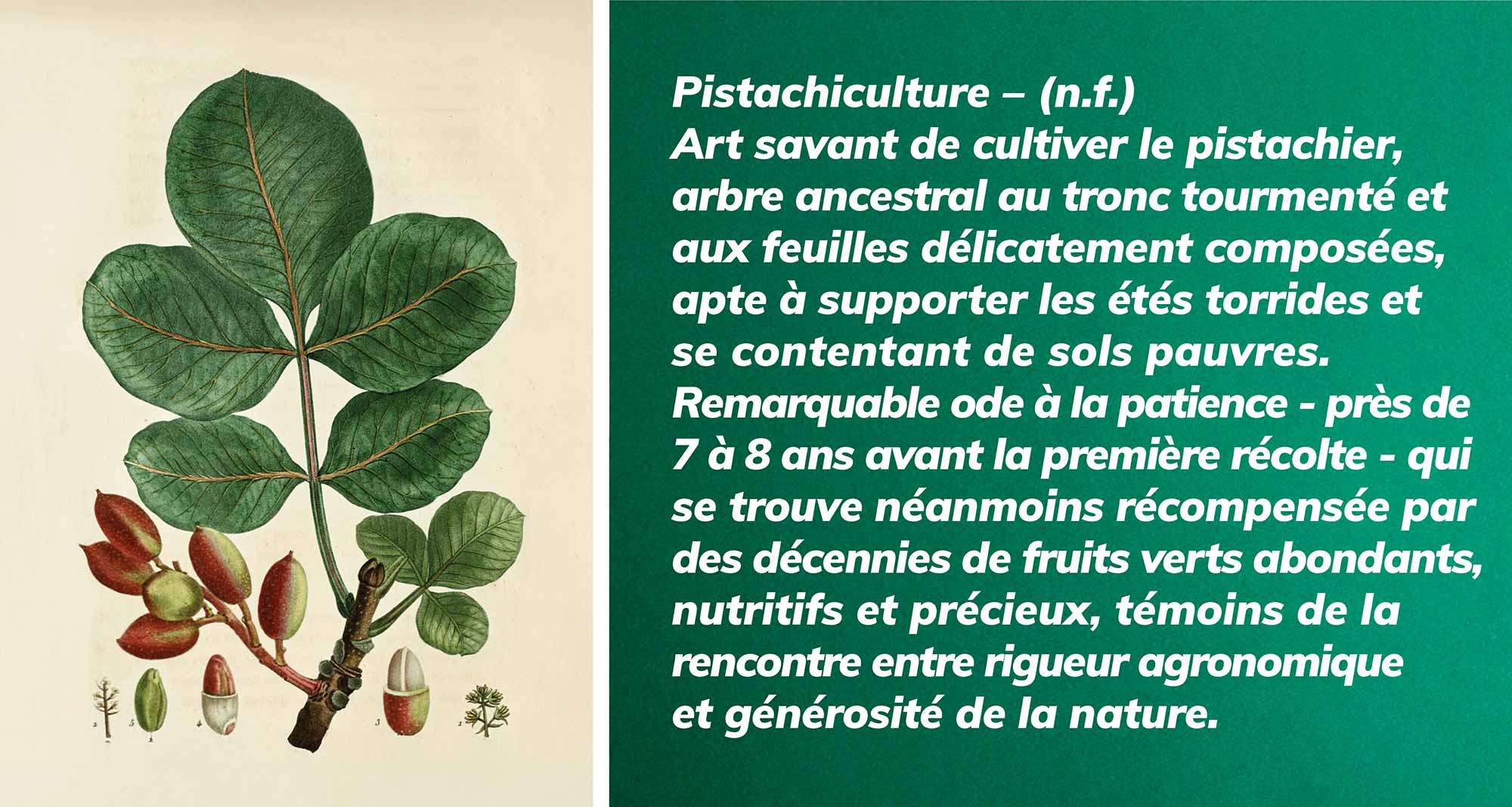 Pistache, le retour du diamant vert ! - Ulule