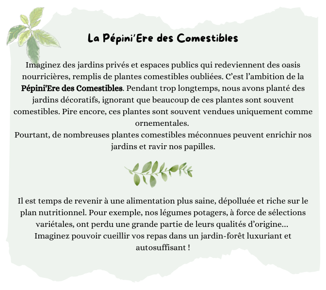 Une pépinière agro-forestière