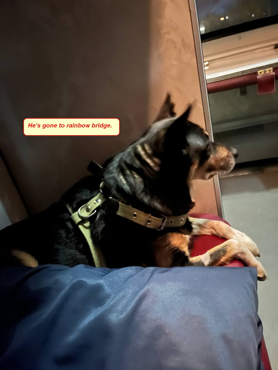 Help for dogs and their families - Ulule