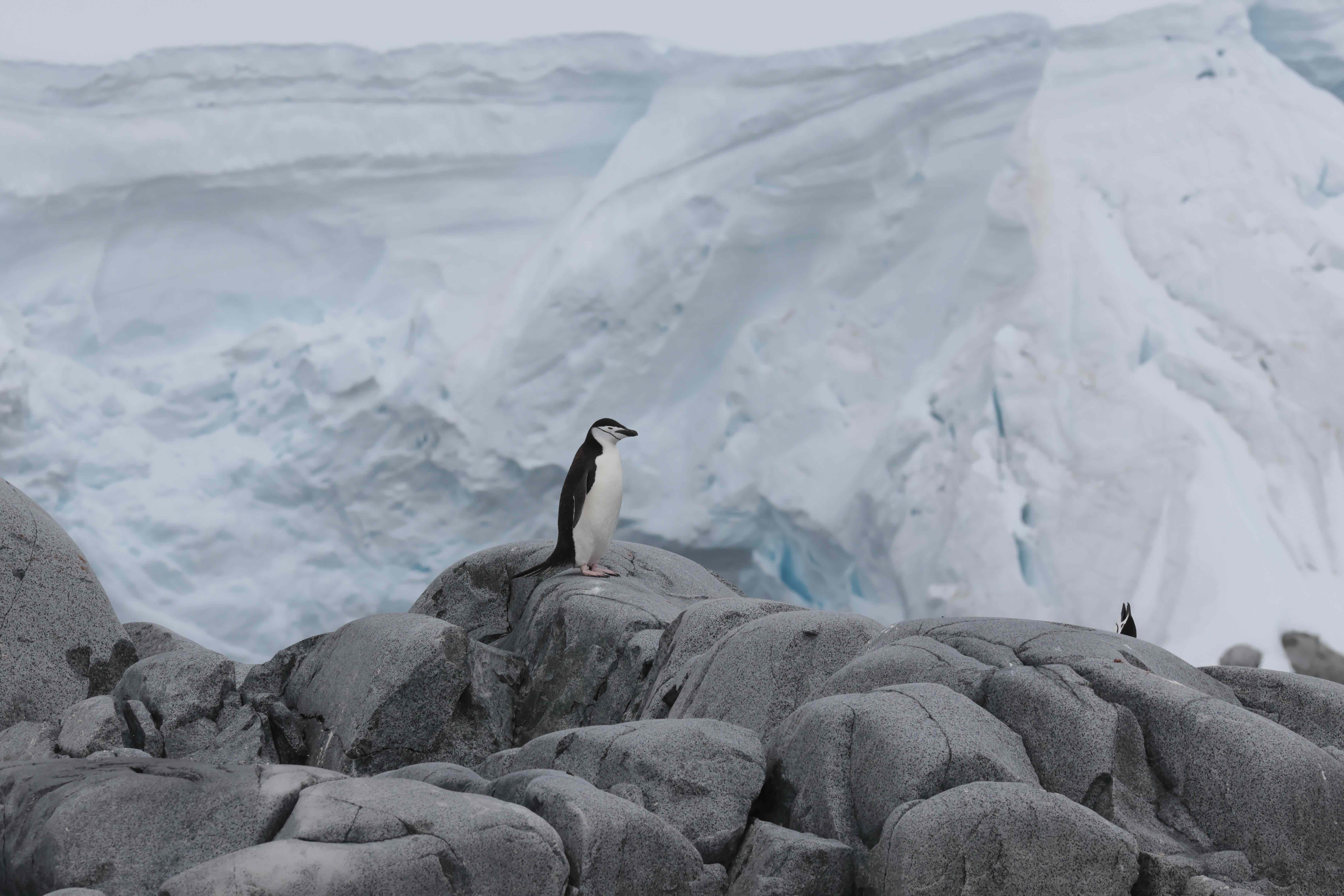 GÉANTS DE GLACE à la dérive - Ulule
