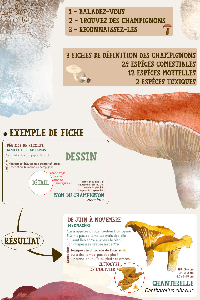 Reconnaissez les champignons