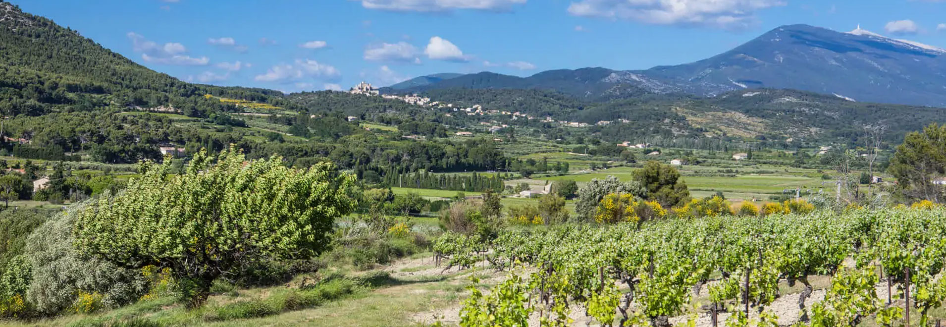 Domaine des oliviers , Le pin (Gard)