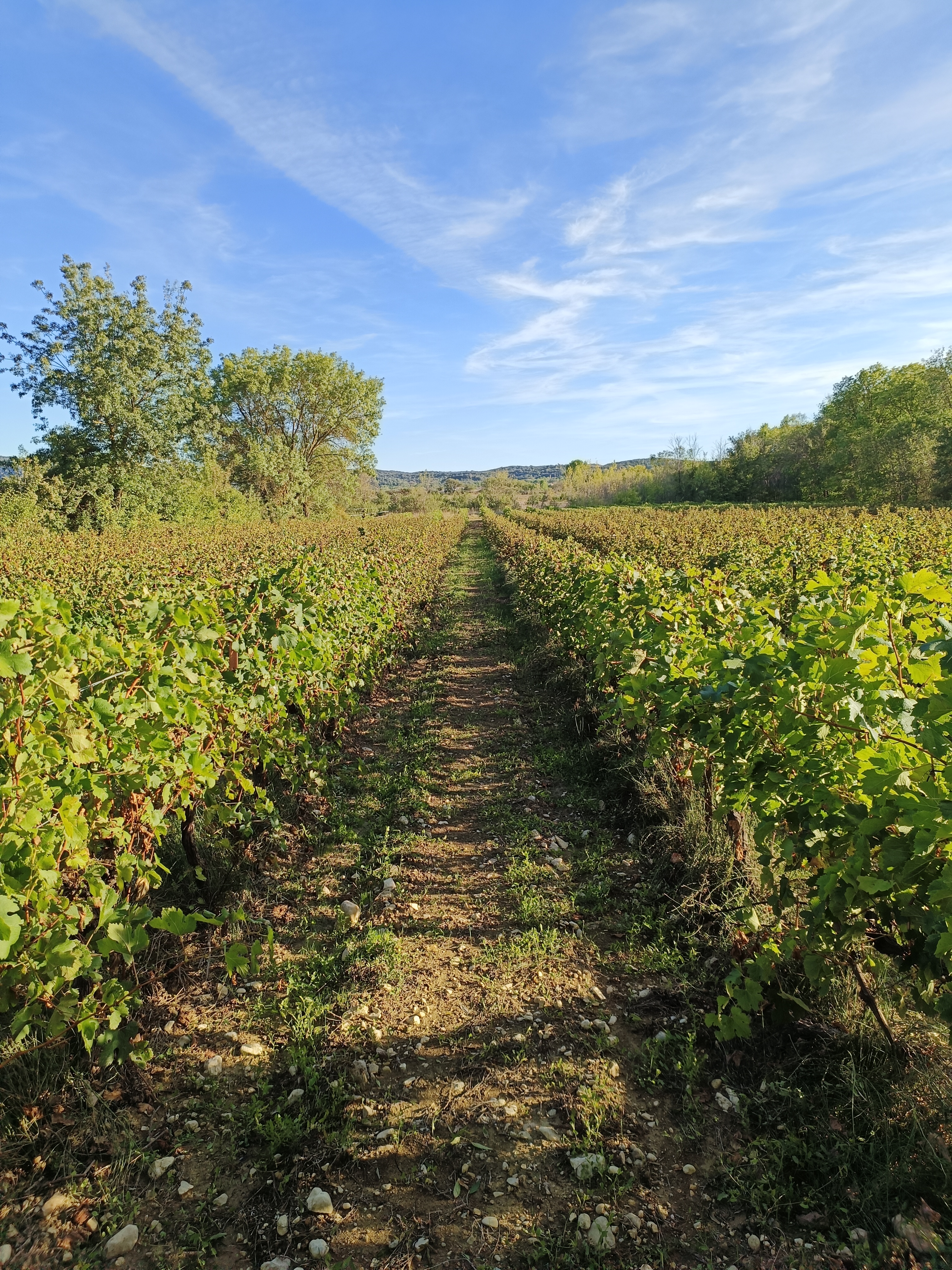Domaine des oliviers , Le pin (Gard)