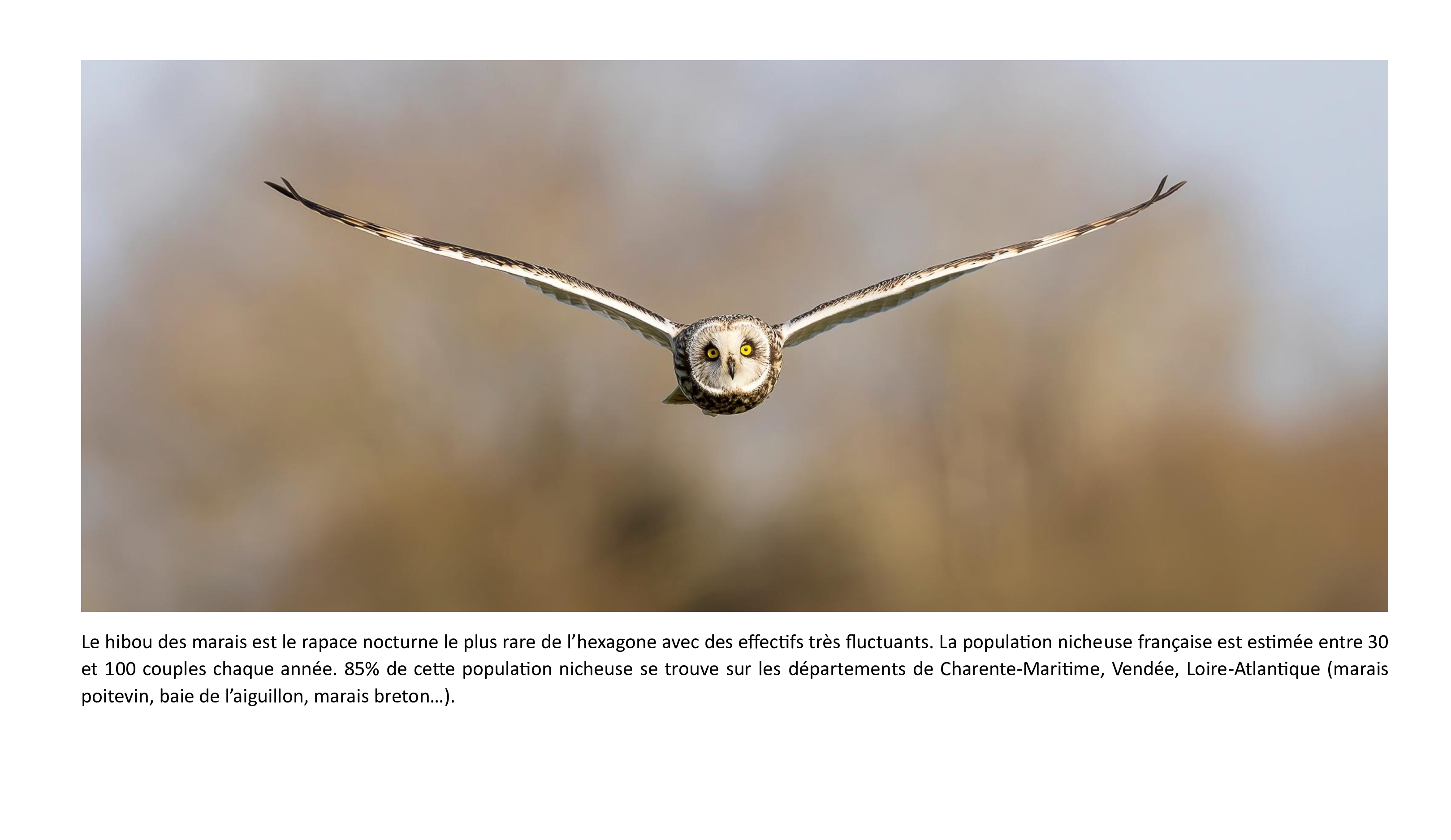 LIVRE " LE HIBOU DES MARAIS, PRINCE EN SON ROYAUME " - Ulule