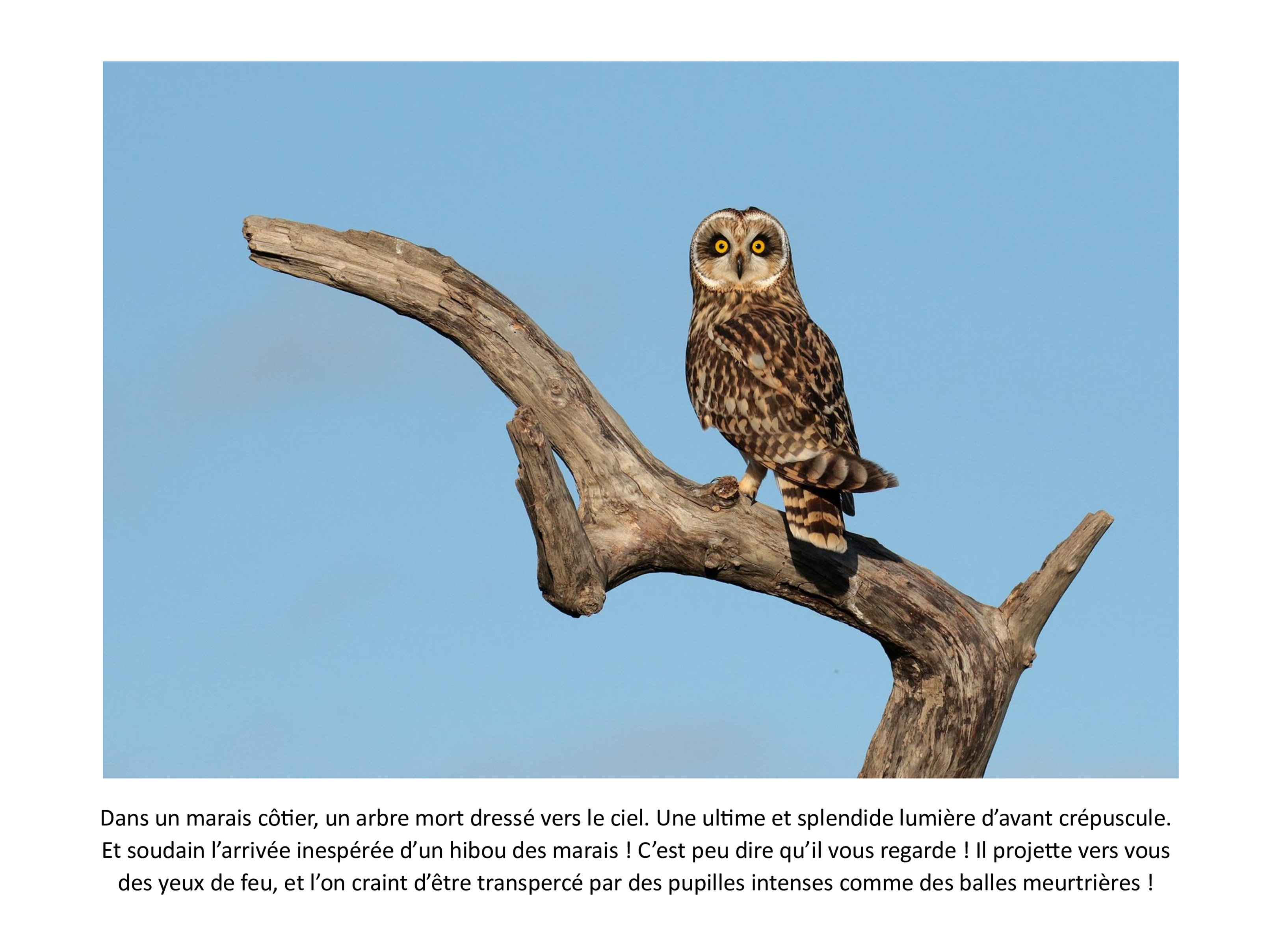 LIVRE " LE HIBOU DES MARAIS, PRINCE EN SON ROYAUME " - Ulule