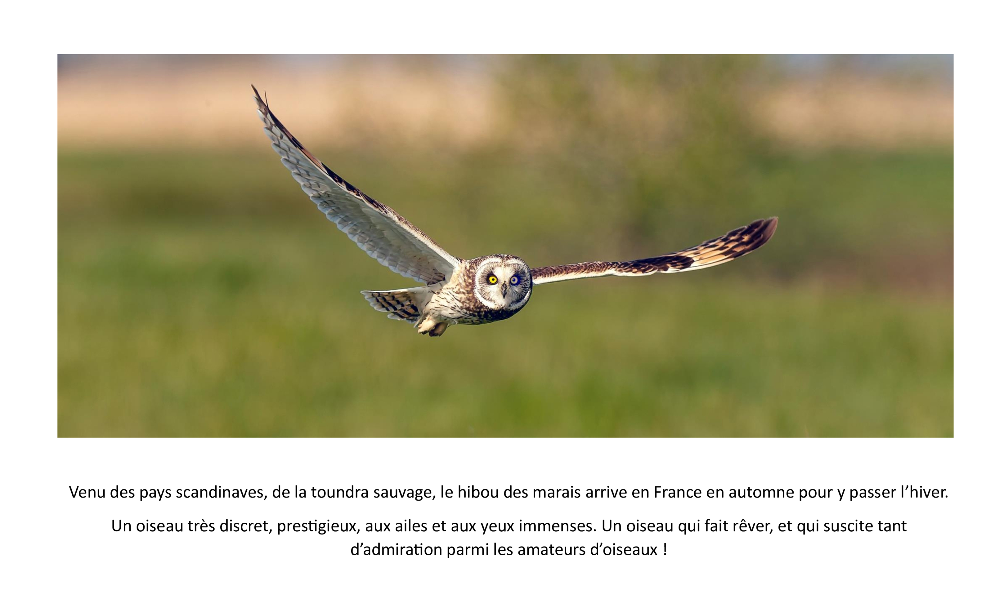 LIVRE " LE HIBOU DES MARAIS, PRINCE EN SON ROYAUME " - Ulule