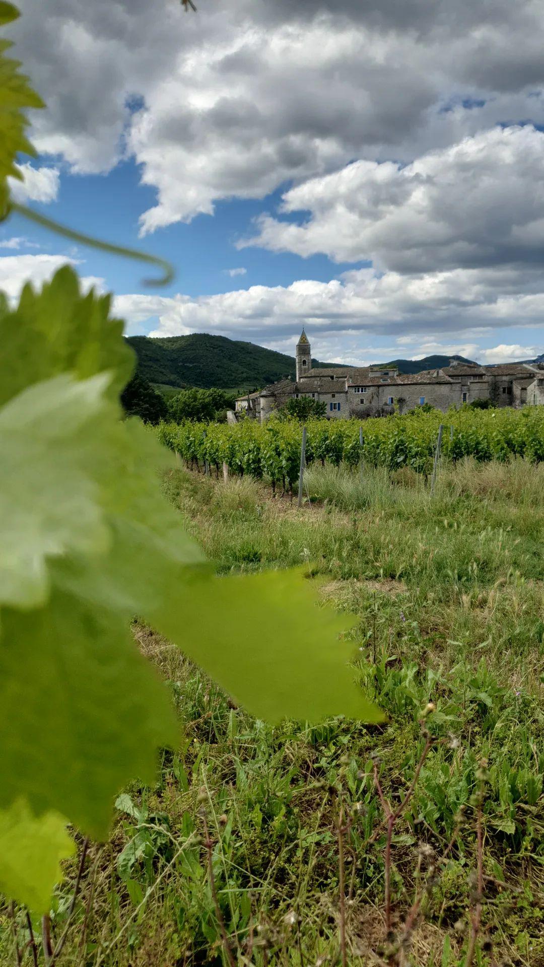 Les Vignes de Biassou - Laura & Camille - Ulule