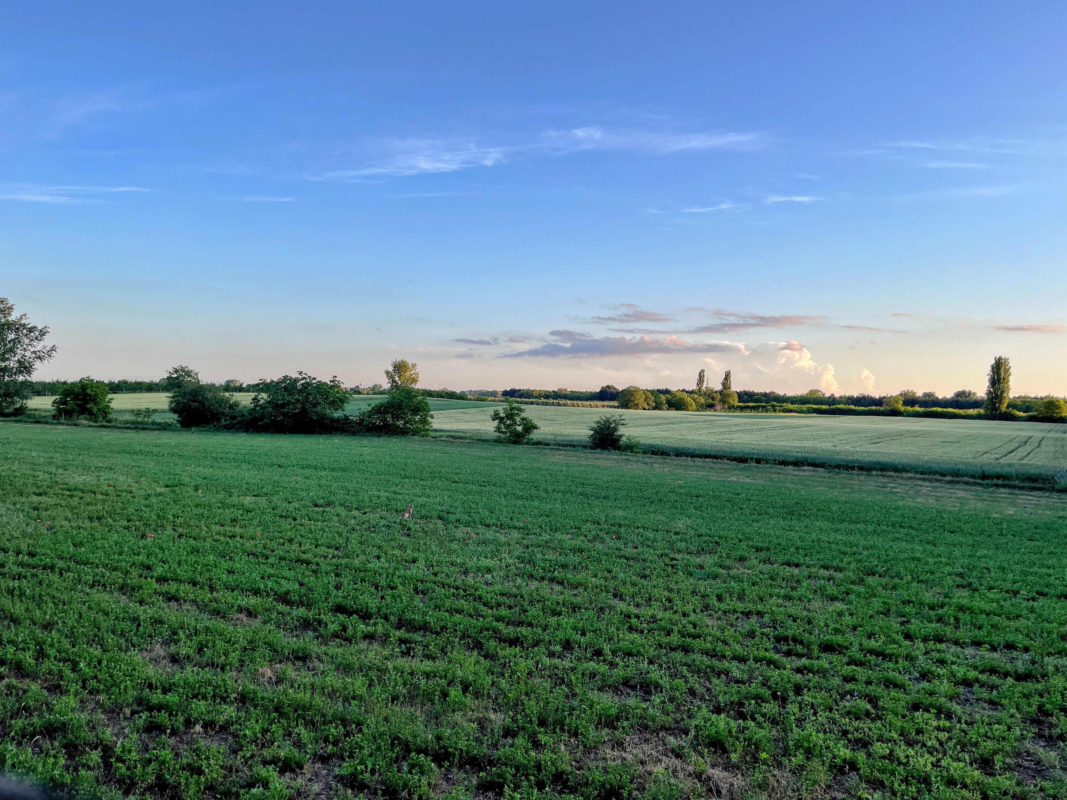 Sustainable Olive Oil from the Heart of Hungary