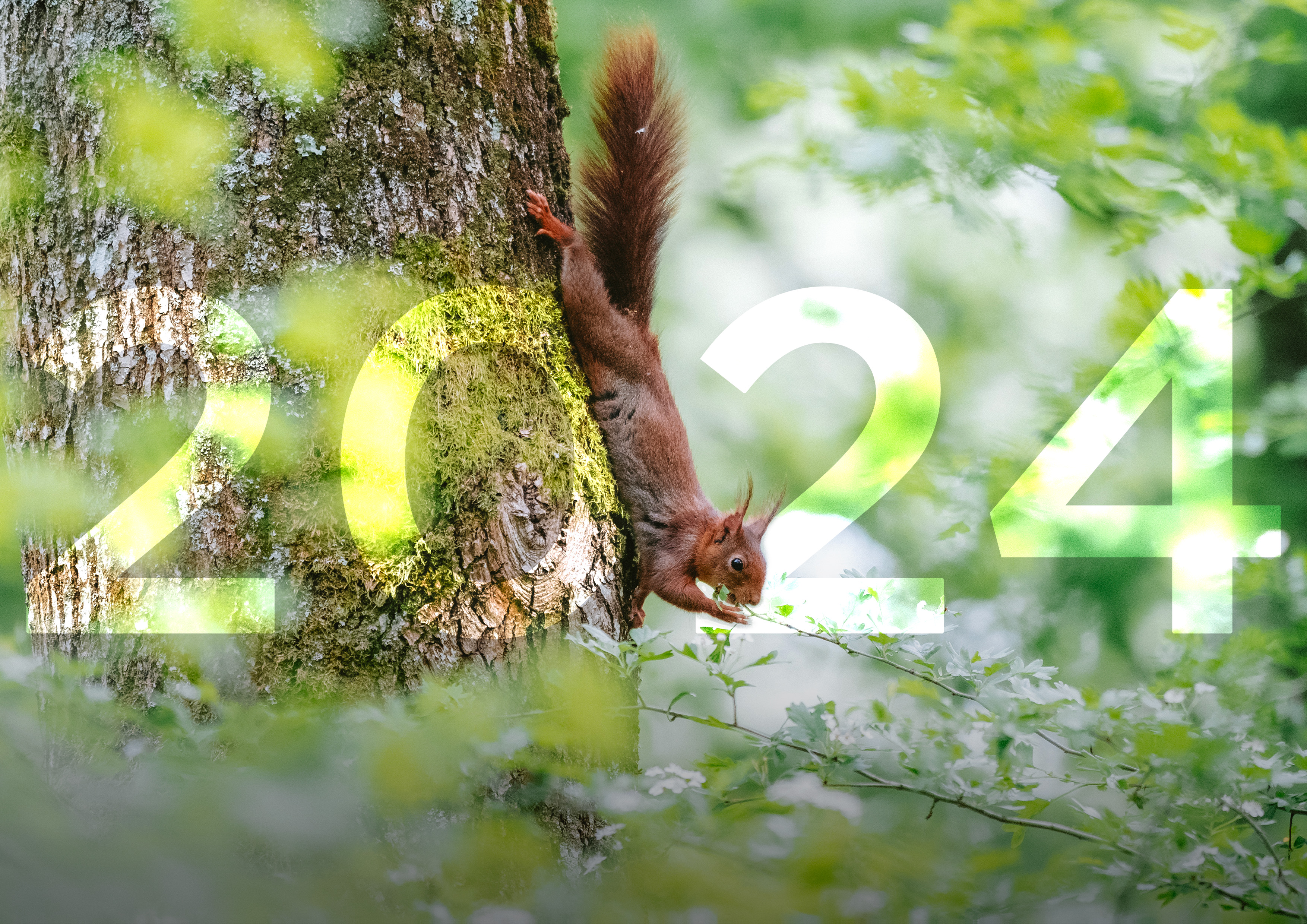 Calendrier Faune Sauvage 2024 - Ulule