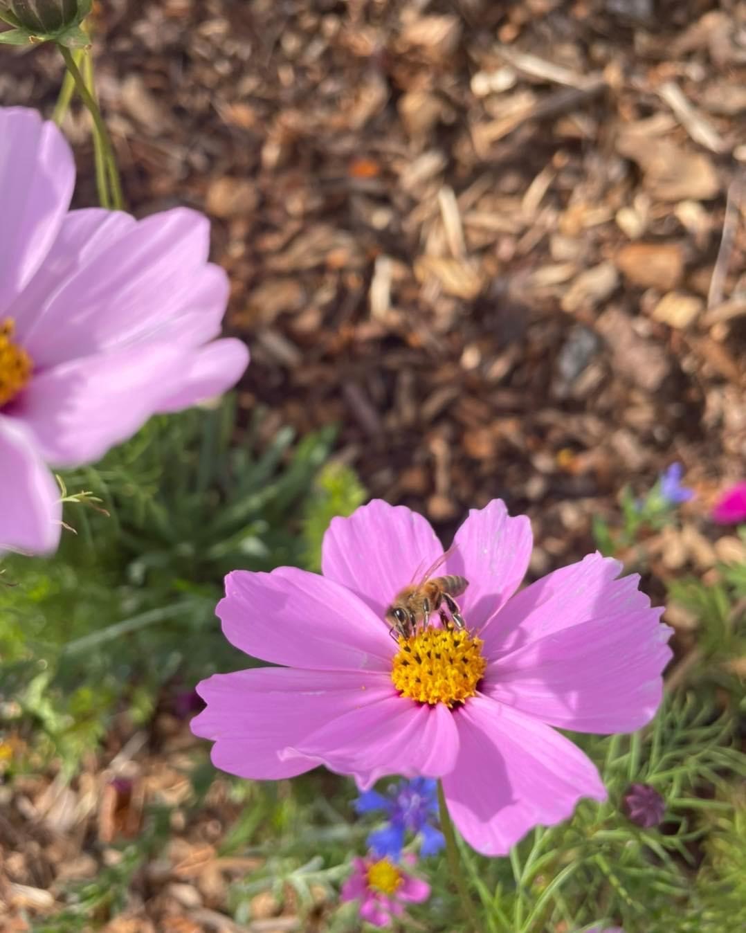 Nouvel espace de travail pour La Ferme Mielifique à Mornant - Ulule