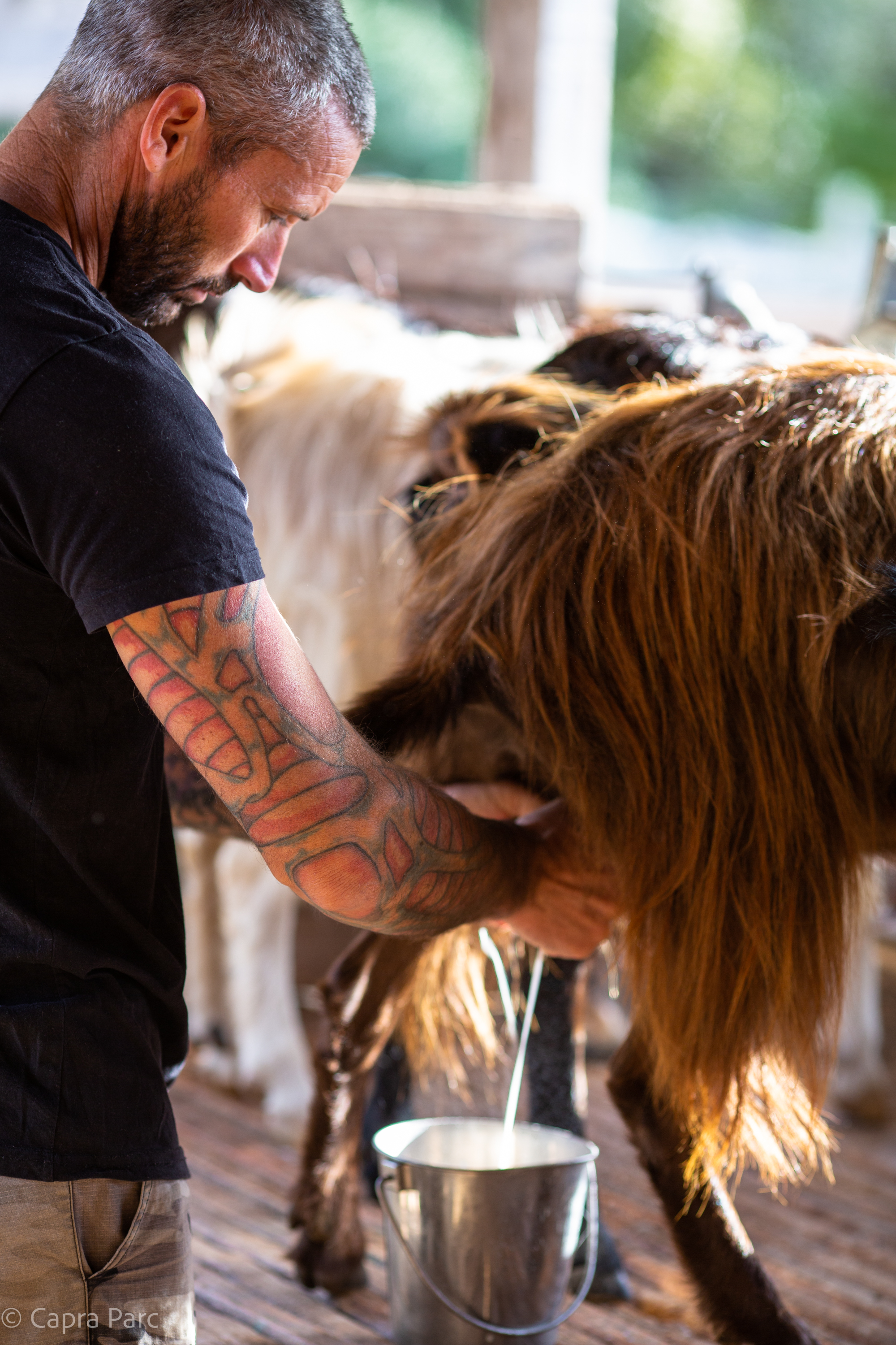 Cabane de berger insolite en montagnes Corses - Ulule