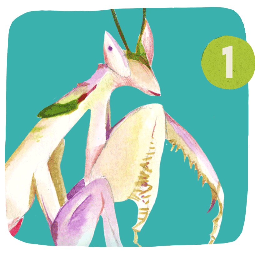 Minuscule : Le musée des insectes