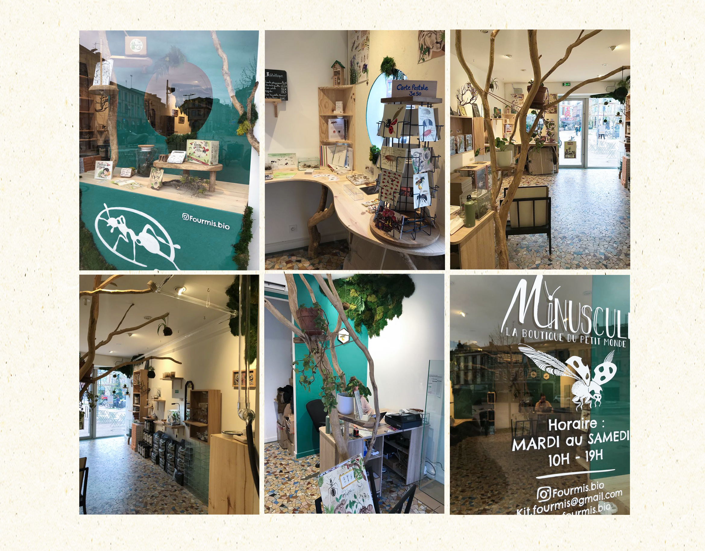 Minuscule : Le musée des insectes