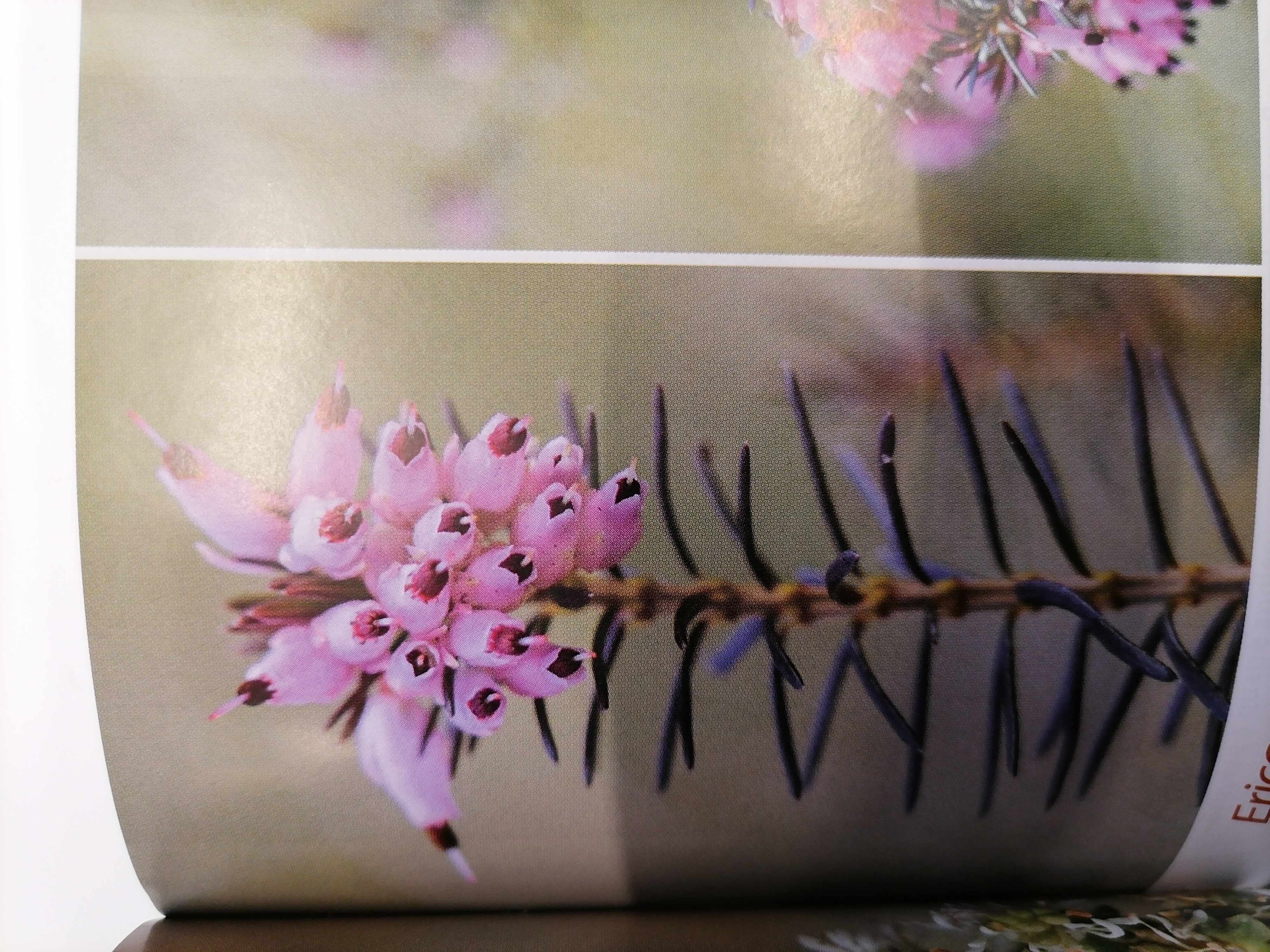 " AMITIE DES PEUPLES DE LA TERRE " - LA JAVIE 2024 - Ulule