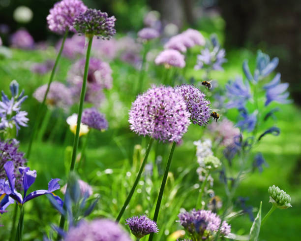 De Bijenstem : Soutenons les Abeilles du Twente