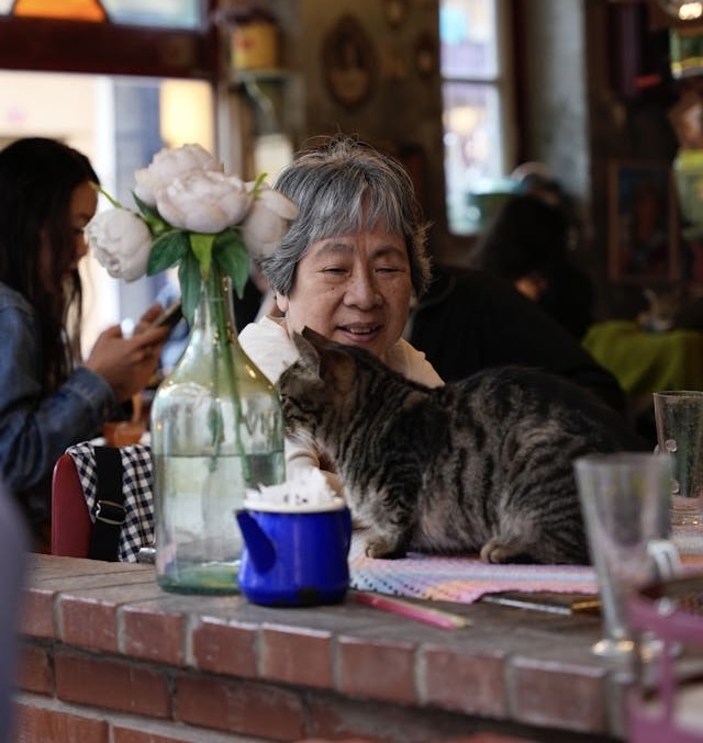 Le Bar à Chats - Tea Room: Pour les amoureux des chats - Ulule