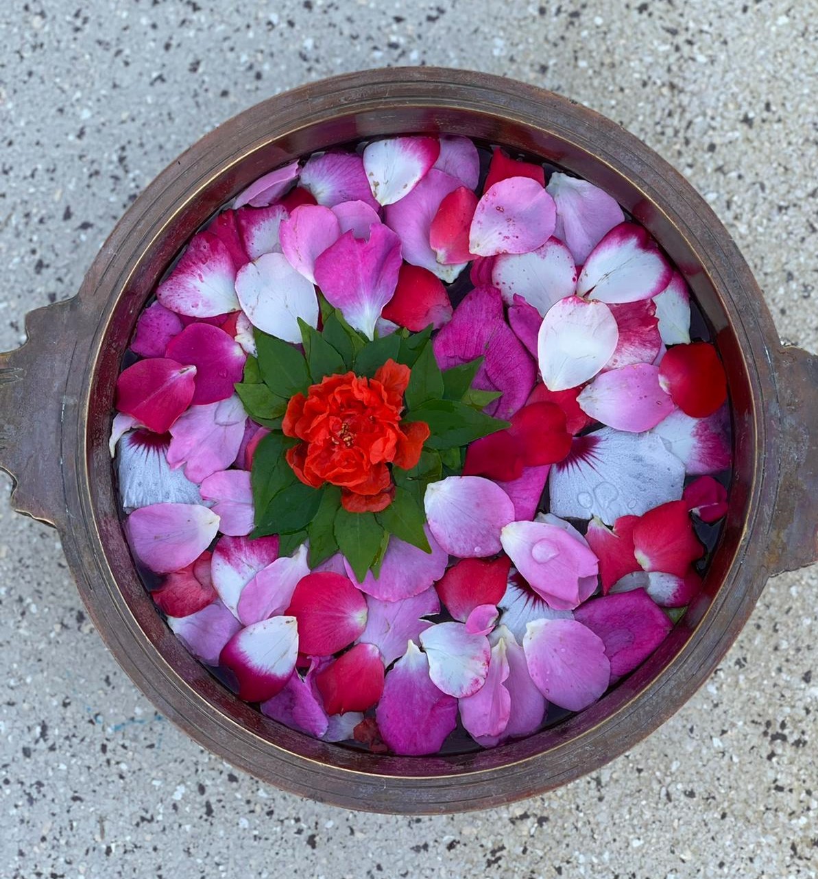 L'Arbre Lune - Ulule