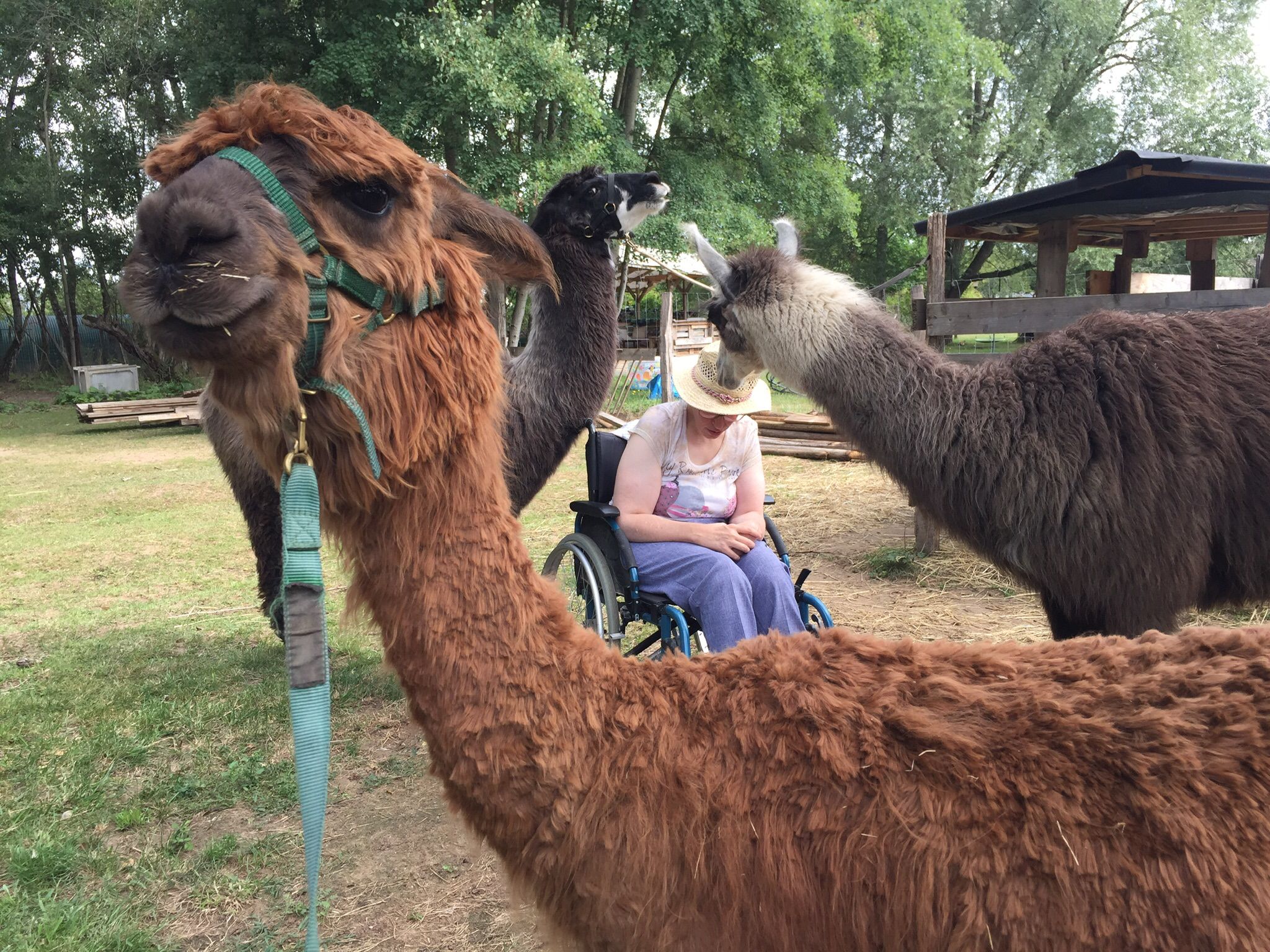 Créer une ferme de répit de l'enfant à l'adulte en fragilité - Ulule