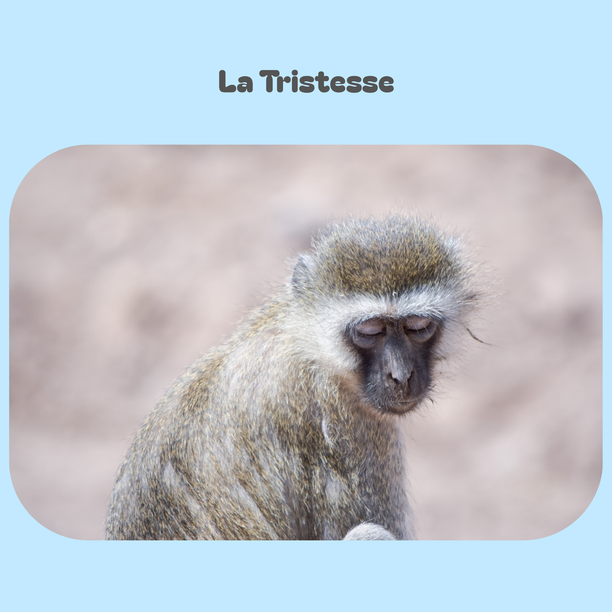 « Mon Safari des émotions » - Ulule