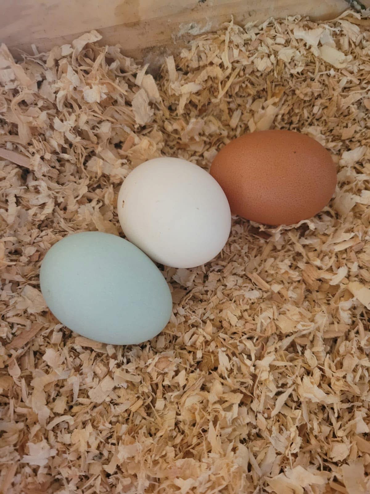 Le poulailler de Vailhauques 34570 - Ulule